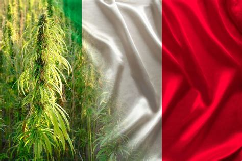Italy And The Medical Cannabis Access Issue Erva News