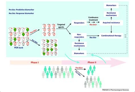 Pdx Model Based Co Clinical Trials For Biomarker Discovery The