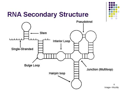 Rna Secondary Structure Prediction Dynamic Programming Approaches Sarah