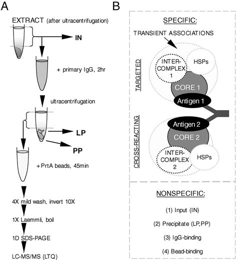 Immunoprecipitation Protocol