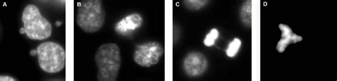 Nuclear Morphology Analysis Of Hep 2 Cell Line Cbmn Assay An