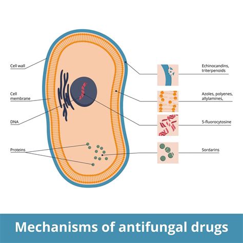 A New Antifungal Hope For Drug Resistant Fungi Drug Discovery News
