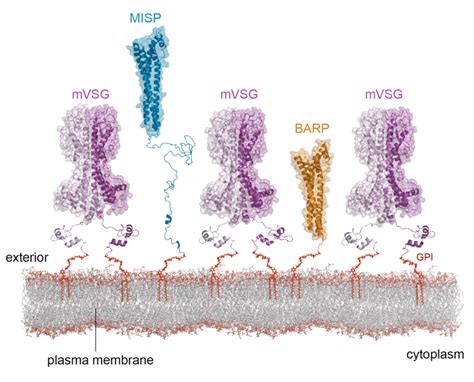 Misp And Barp Define A Novel Metacyclic Surface Architecture