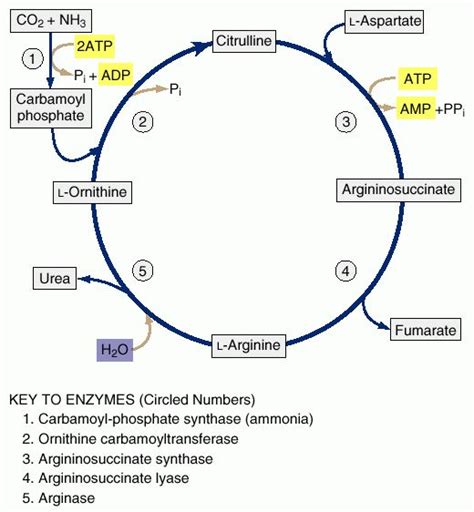 Amino Acid Catabolism Biochemistry Medbullets Step 1