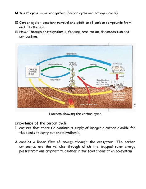 Different Types Of Nutrient Cycles At Antonio Christie Blog