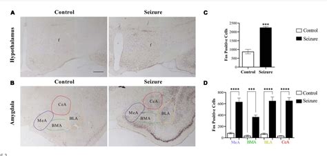 Figure 2 From Selective Activation Of The Hypothalamic Orexinergic But Not Melanin Concentrating
