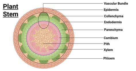Plant Stem Structure Functions Modifications Facts