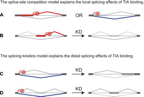 An Overview Of The Models Of Tia Dependent Splicing Regulation A Tia