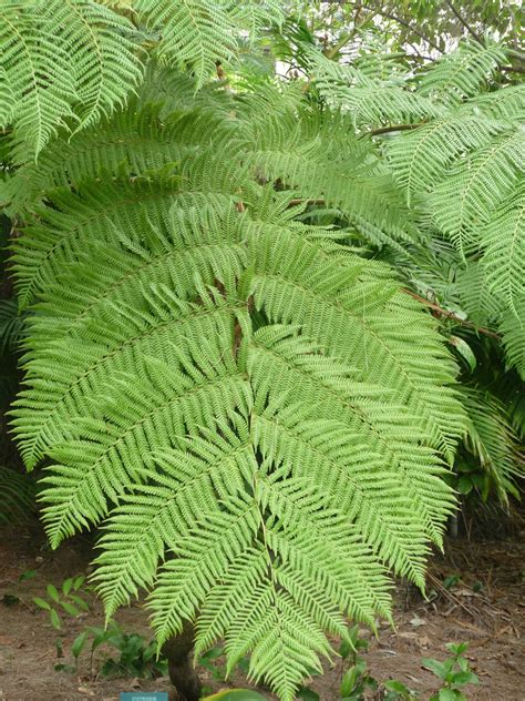 Virtual Plant Collection Australian Tree Fern