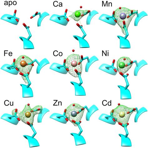 Simulated Annealing Composite Omit Maps Of Tri Asp Sites In Lare Download Scientific Diagram