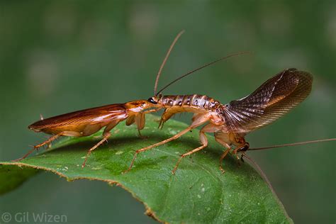 Order Blattodea Cockroaches And Termites Gil Wizen