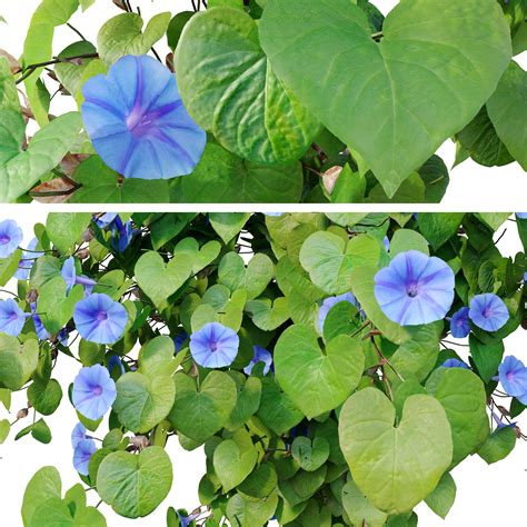 Ipomoea Indica 02 3d Model Cgtrader