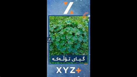 گیای تۆڵەکە چییە؟ Youtube