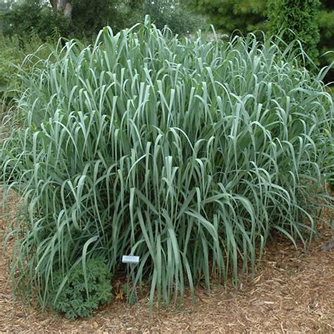 Departments Grass Switch 2c