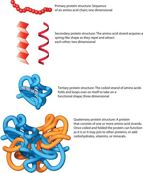 Four Types Of Protein Structure With Diagram Primary Secondary Tertiary And Quaternary