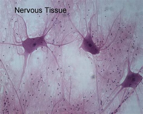 Nerve Tissue