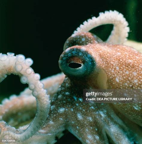 Octopus Face Photos And Premium High Res Pictures Getty Images