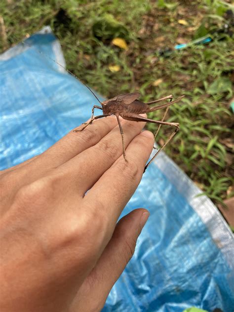 Id Needed Grasshopper Type Dude Found On A Mountainside In The