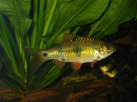 Barbodes Everetti Барбус клоун ВСЕ О ПРЕСНОВОДНЫХ РЫБАХ