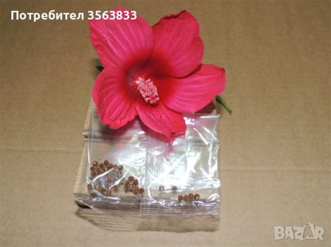 Китайска роза - семена в Стайни растения в гр. Стара Загора ...