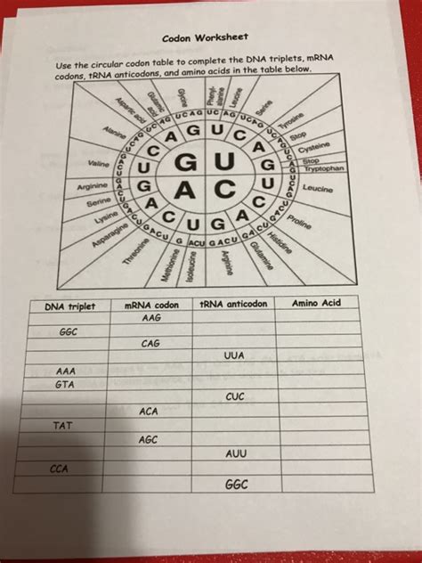 Codon Worksheet Printable Word Searches