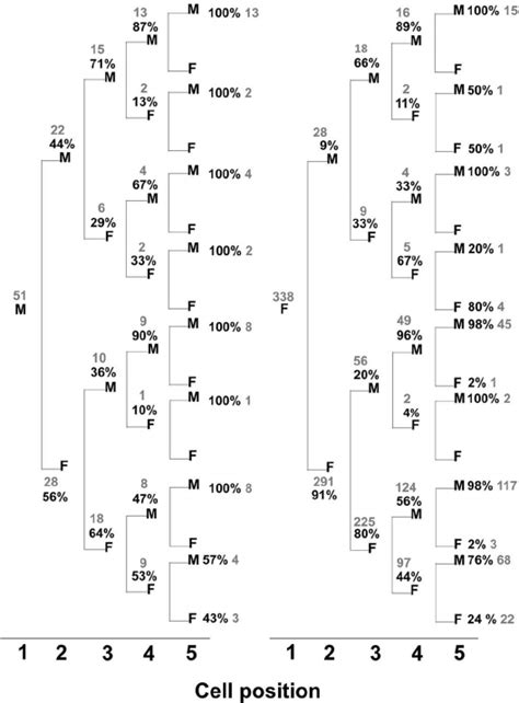 Decision tree of M rotundata gender by cell position in the Þrst Þve Download Scientific