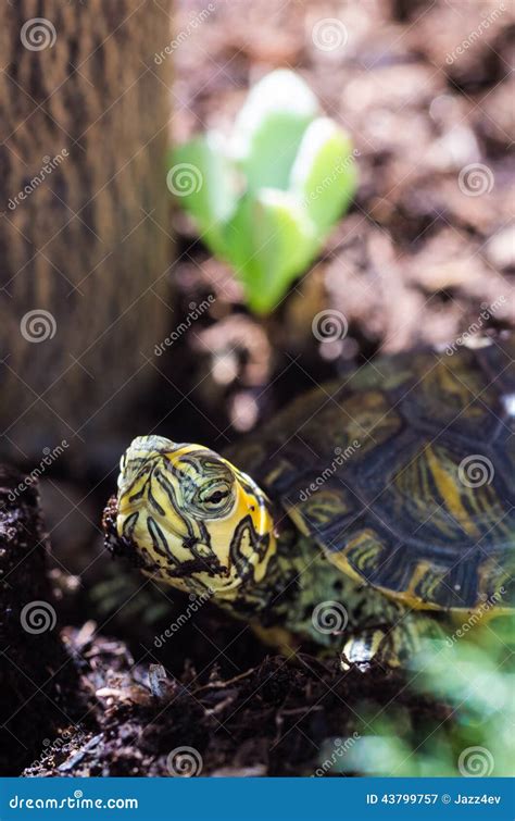 Little Turtle Trachemys Scripta Elegans Stock Image Image Of Turtle