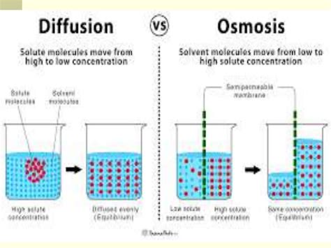 Diffusion And Osmosis Ppt