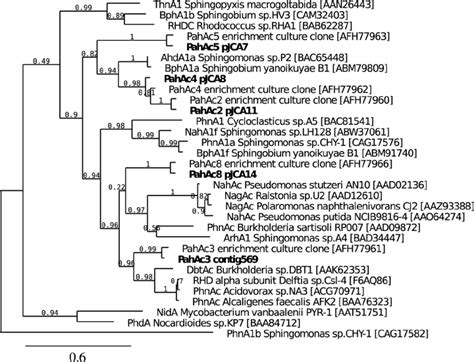 phylogenetic tree showing the relationships between alpha subunit