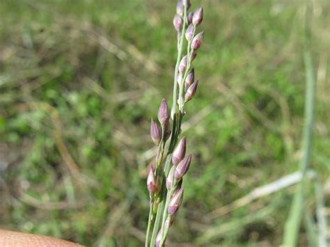 Panicum Coloratum Var Makarikariense Spikelets2 Nwp Flickr