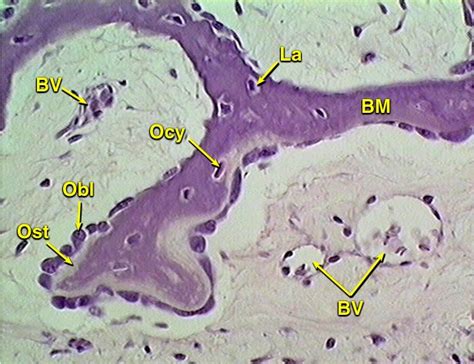 Intramembranous Ossification Histology