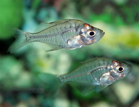 Glassfish