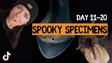 Spooky Specimens Tiktok Compilation Day 11 20 By Lindsay Nikole Youtube