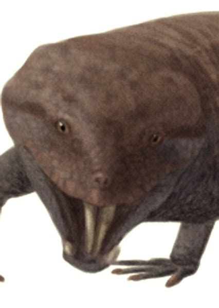 Hyperodapedon Fan Casting