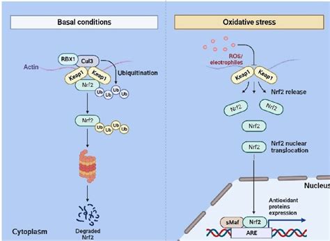 Figure 1 From Advances In Nrf2 Signaling Pathway By Targeted