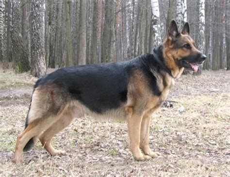 Щенки