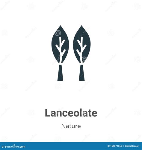 Lanceolate Icon Thin Linear Lanceolate Outline Icon Isolated On White