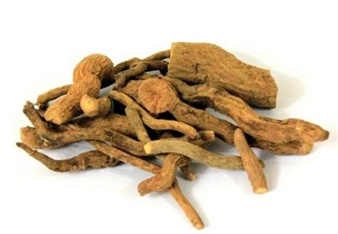 Indian Snakeroot At Best Price In Dibrugarh By Sahuji Global Exim