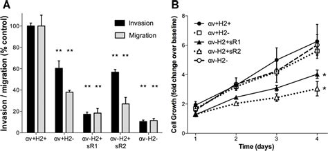 In Vitro Cell Migration And Proliferation Of Breast Cancer Cell