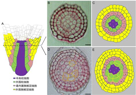 拟南芥根冠细胞中的纵向分裂
