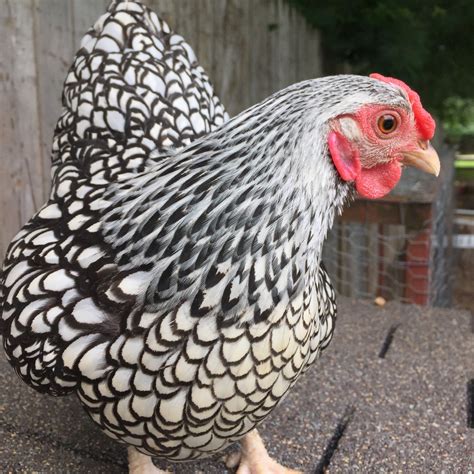 Is My Silver Laced Wyandotte Bantam Show Quality Backyard Chickens