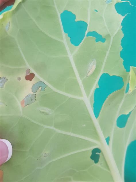 배추흰나비 애벌레 죽은 건가요 지식in