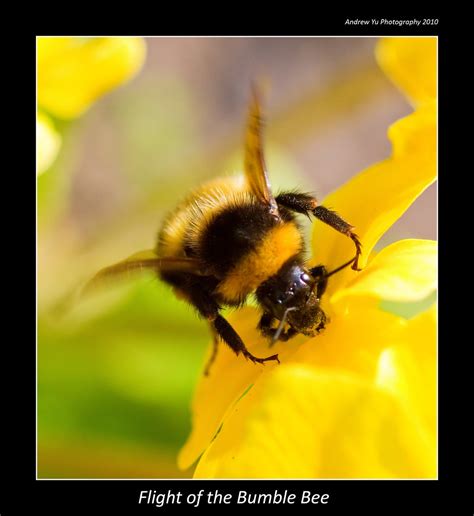 Bumblebee Flight Explained At Paul Bullock Blog