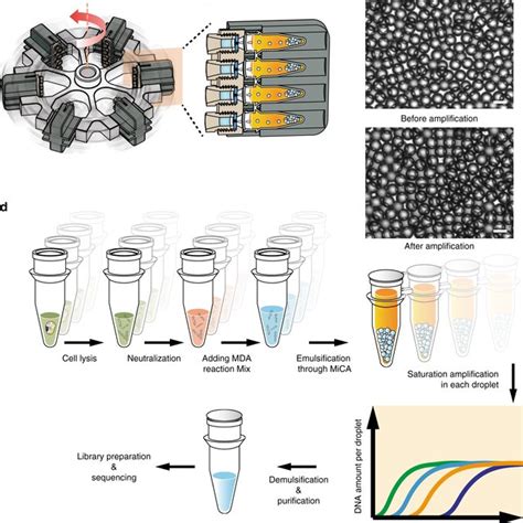 Whole Genome Cnv Distribution Of Different Wga Method Amplified Single