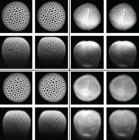 Reconstructing Prehistoric Environments With Pollen — Danielle M Ruffatto