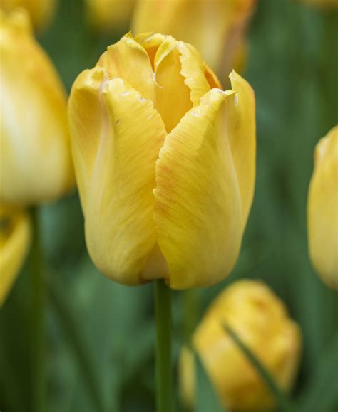 Tulip Yellow Pride The Garden Club Of Houston