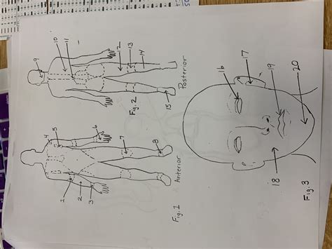 Bio 104 Final Exam Diagram Quizlet