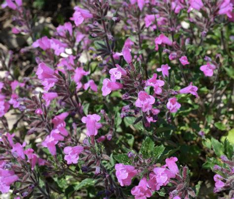 Calamint Large Flowered Elfin Purple Seeds Calamintha Grandiflora