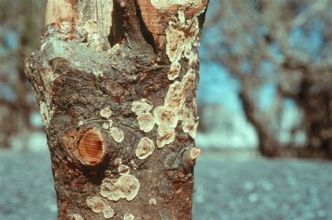 Western Redcedar