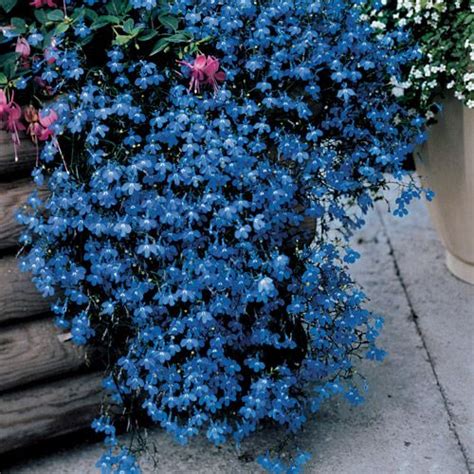 Glory Blue Trailing Plants Low Maintenance Hanging Outdoor